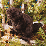 Adonia Verlag: Folkmanis Tier-Handpuppe Biber - Handpuppen